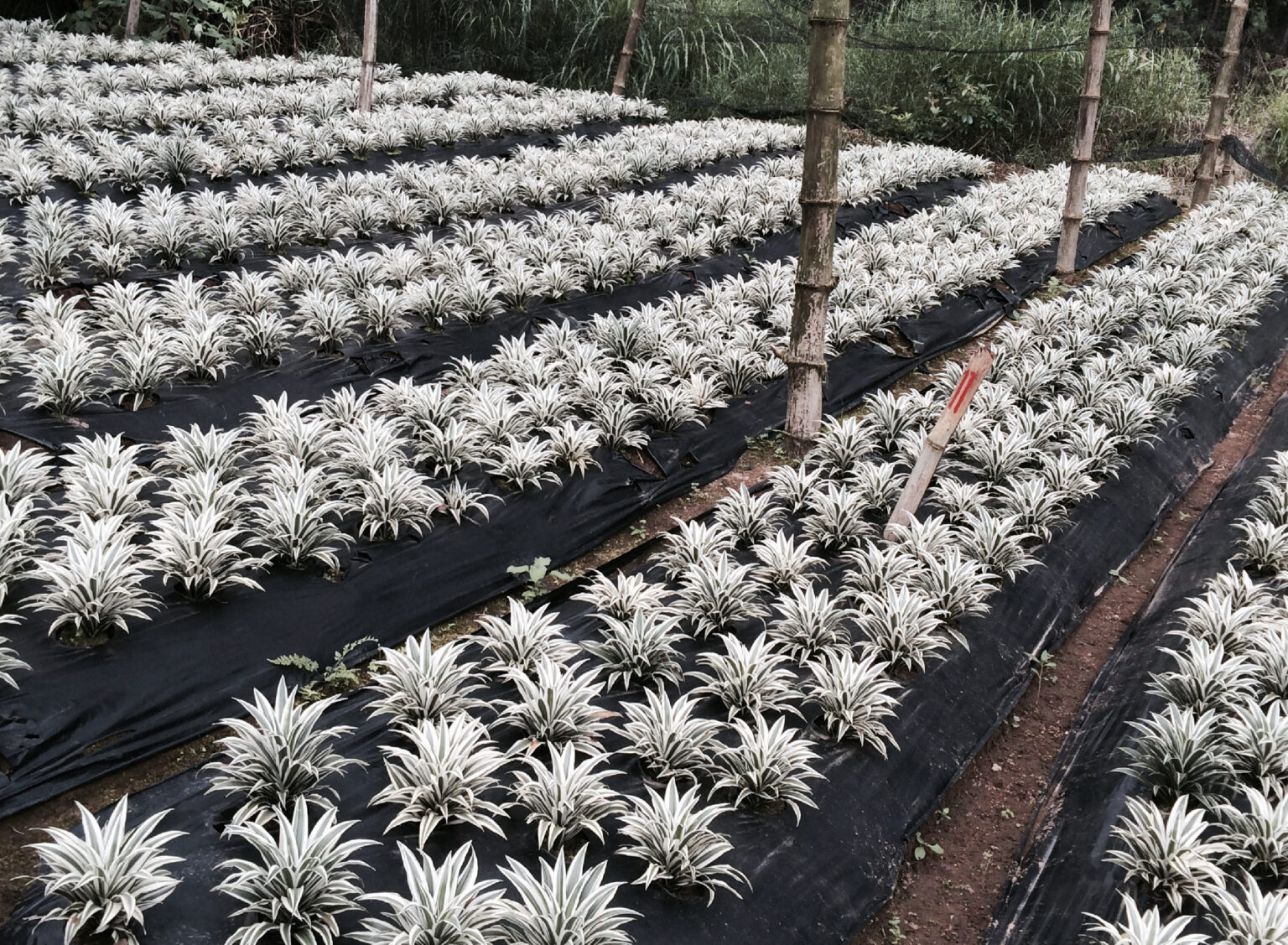 Benguet Farm - Uni Green Inc