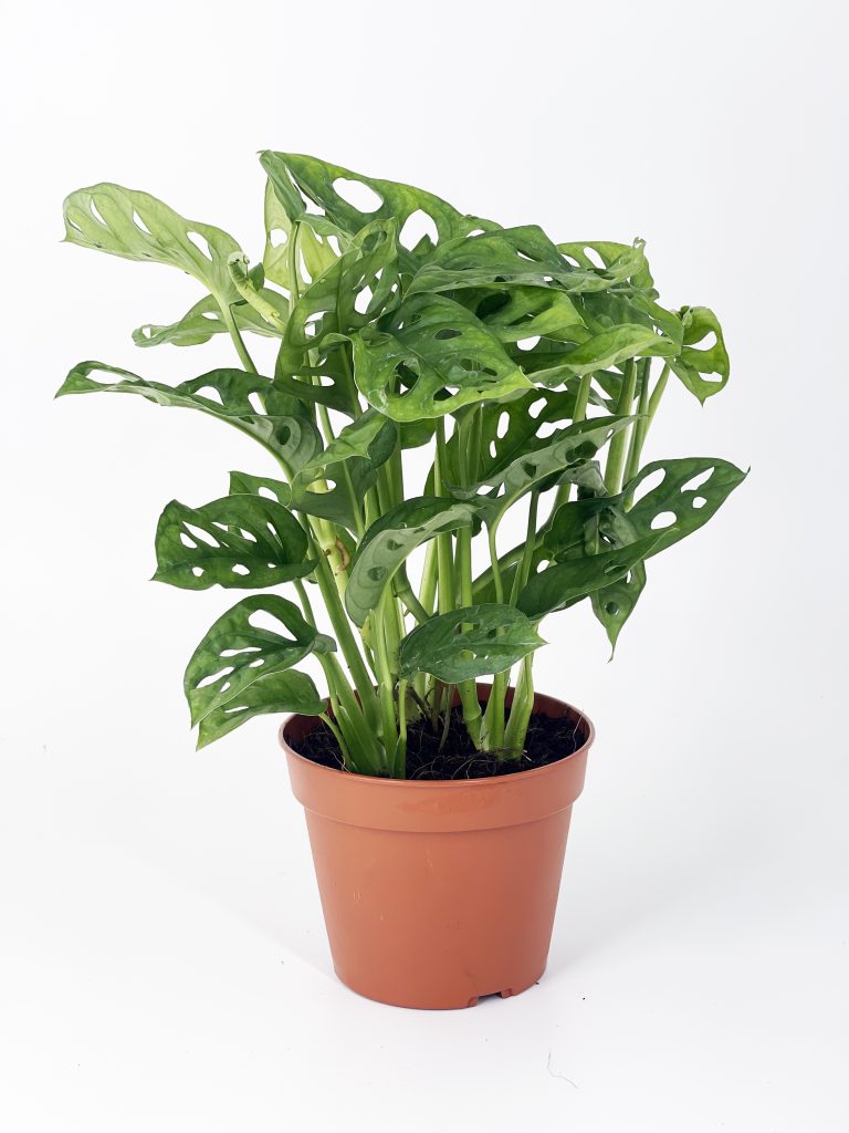 Monstera Adansonii - Uni Green Inc