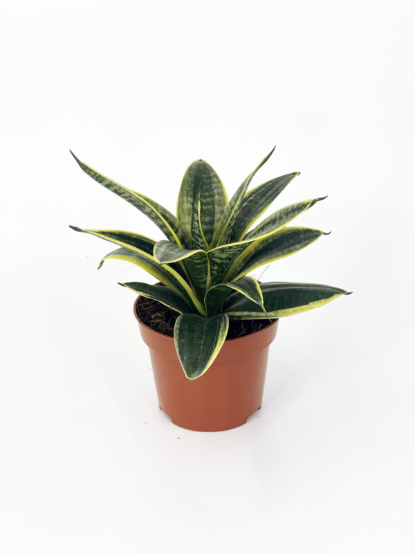 Sansevieria Hahnii Green Grande - HORTREX
