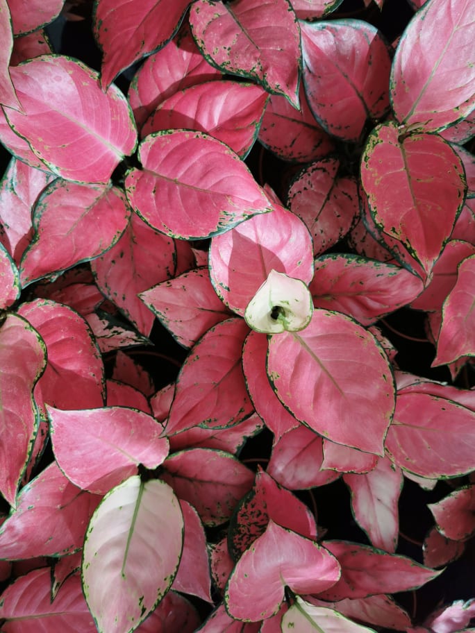 Aglaonema Auspicious "Red" - HORTREX