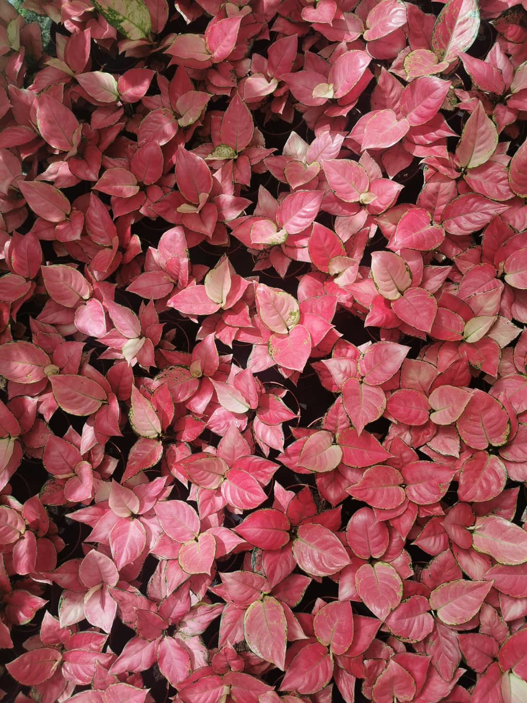 Aglaonema Auspicious "Red" - HORTREX