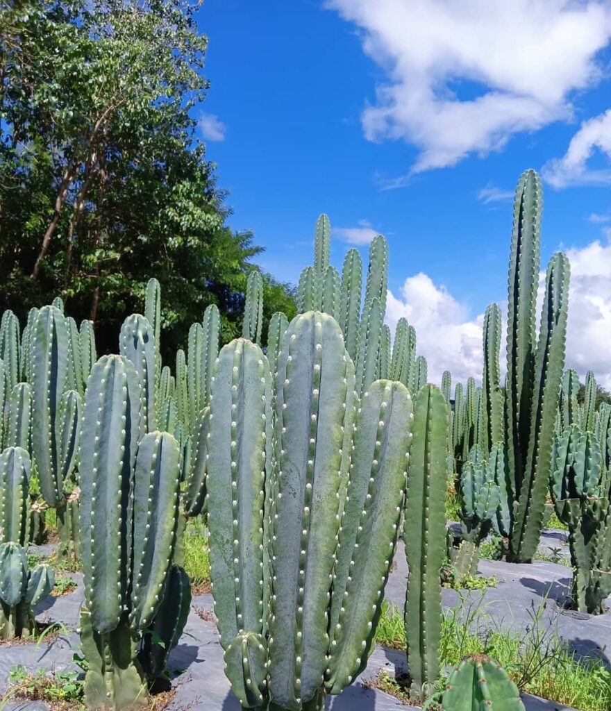 Peruvian Pole Cactus - HORTREX