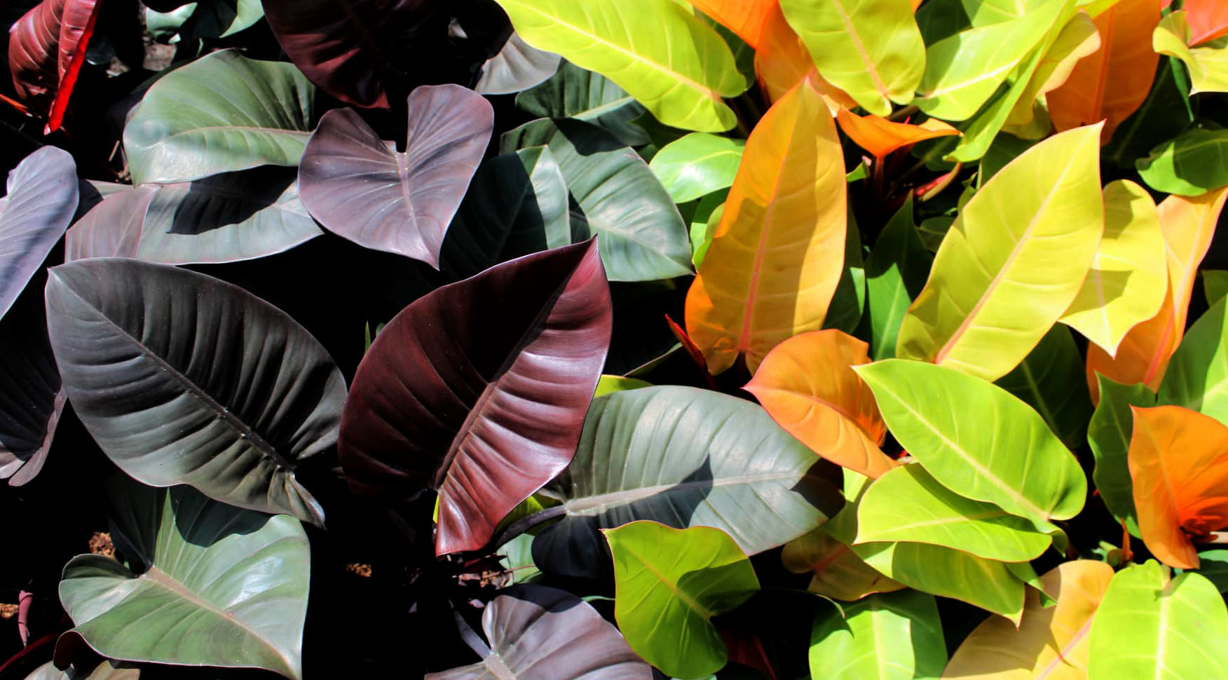 PHILODENDRON VARIETIES (Big Plants) - Uni Green Inc