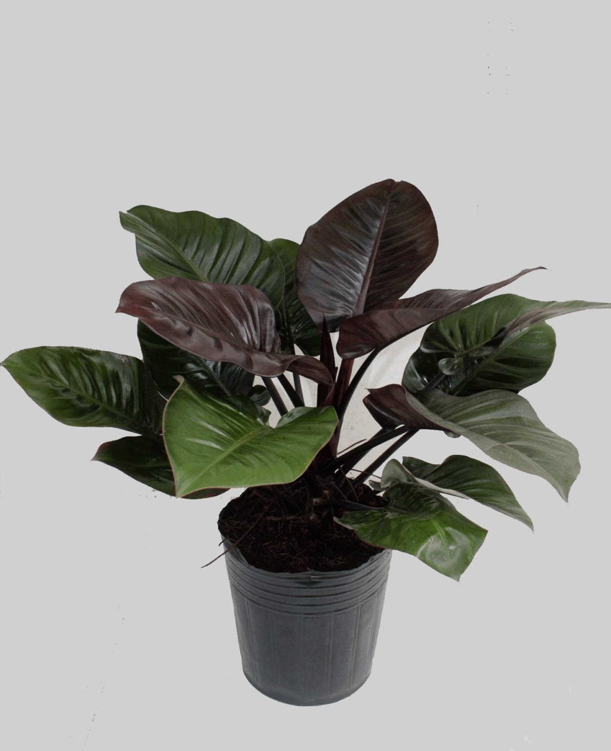 PHILODENDRON VARIETIES (Big Plants) - Uni Green Inc