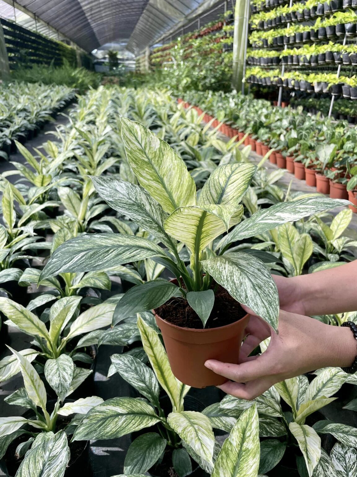 Spathiphyllum Sensation Variegated - Uni Green Inc